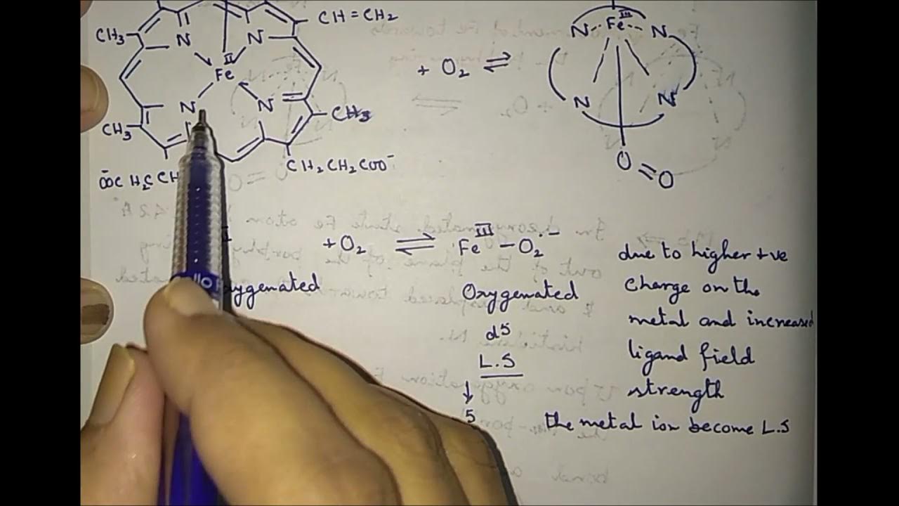 Bio Inorganic Chemistry- Part 3:Cooperative Effect & Bohr Effect w.r.to ...