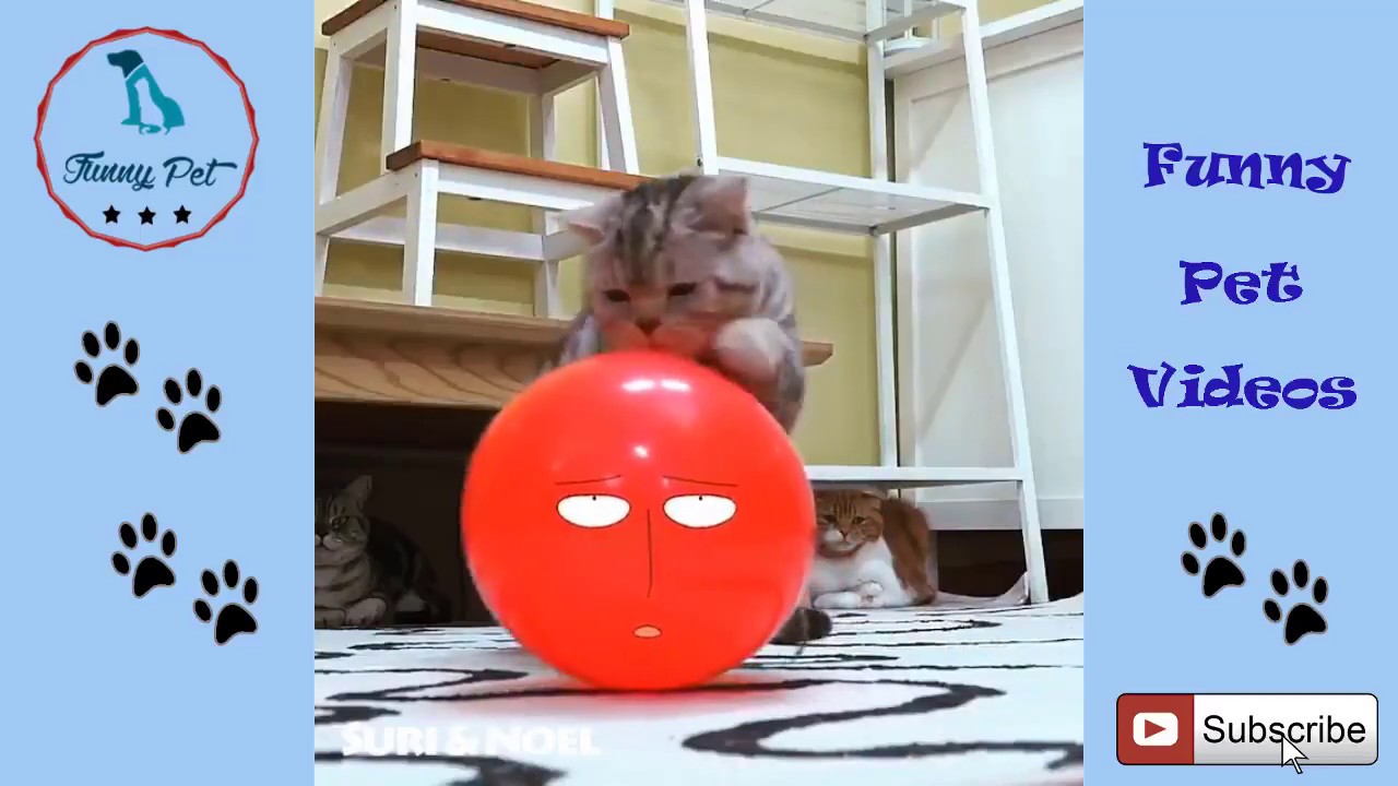 Funny Cat Videos For Kids Cute Cat Videos For Kids' To Watch Funny And ...