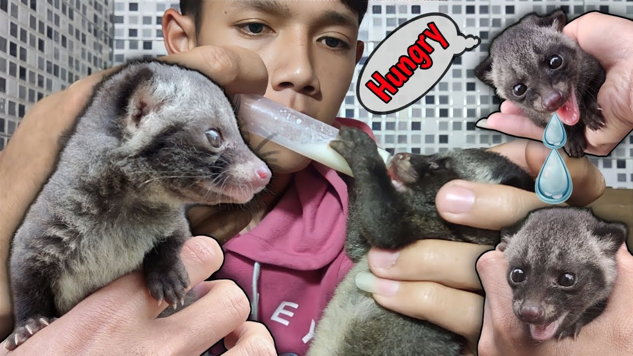 Jimmy is very hungry‼️- give milk to a very cute baby weasel - YouTube