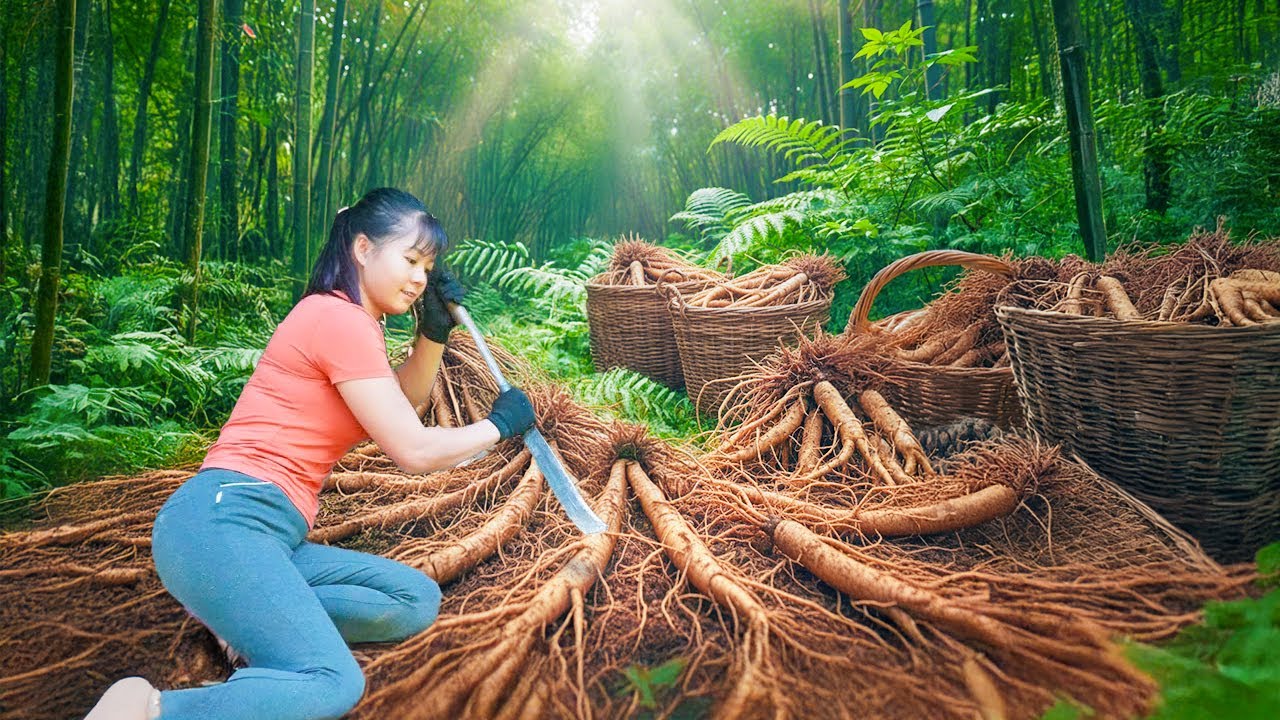 Dig Tons of Wild Ginseng (Nhân Sâm) Underground Go to Countryside ...