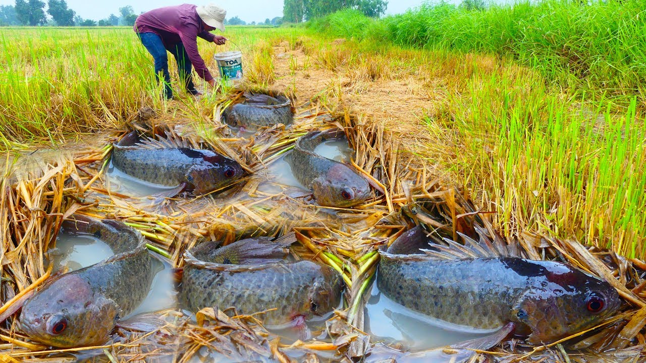 best hand fishing! after farmer harvesting rice, catch a lot of fish ...