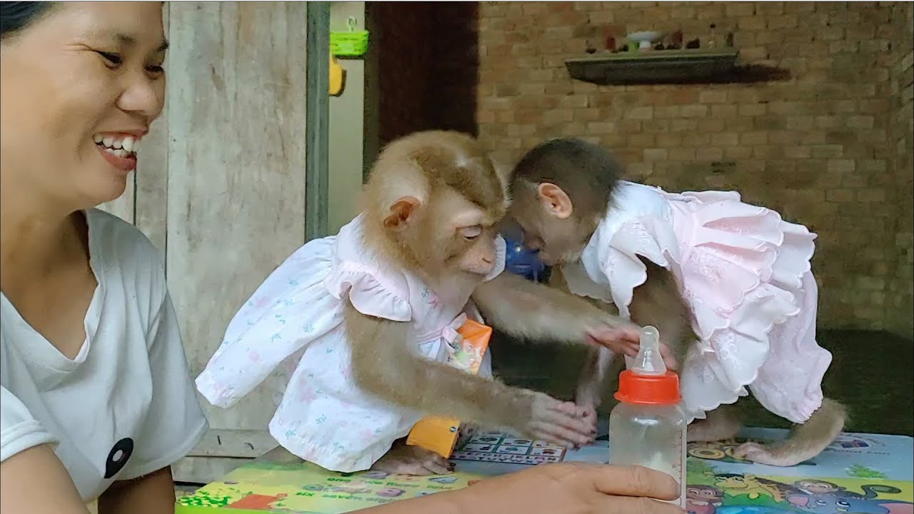 [Moon Family] Monkey Moon is a docile monkey when reaching out his ...