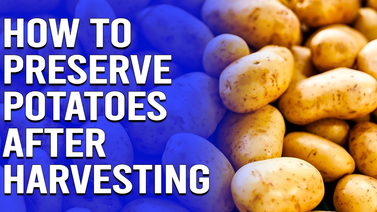 How to Preserve Potatoes After Harvesting - How To Cure Potatoes After ...
