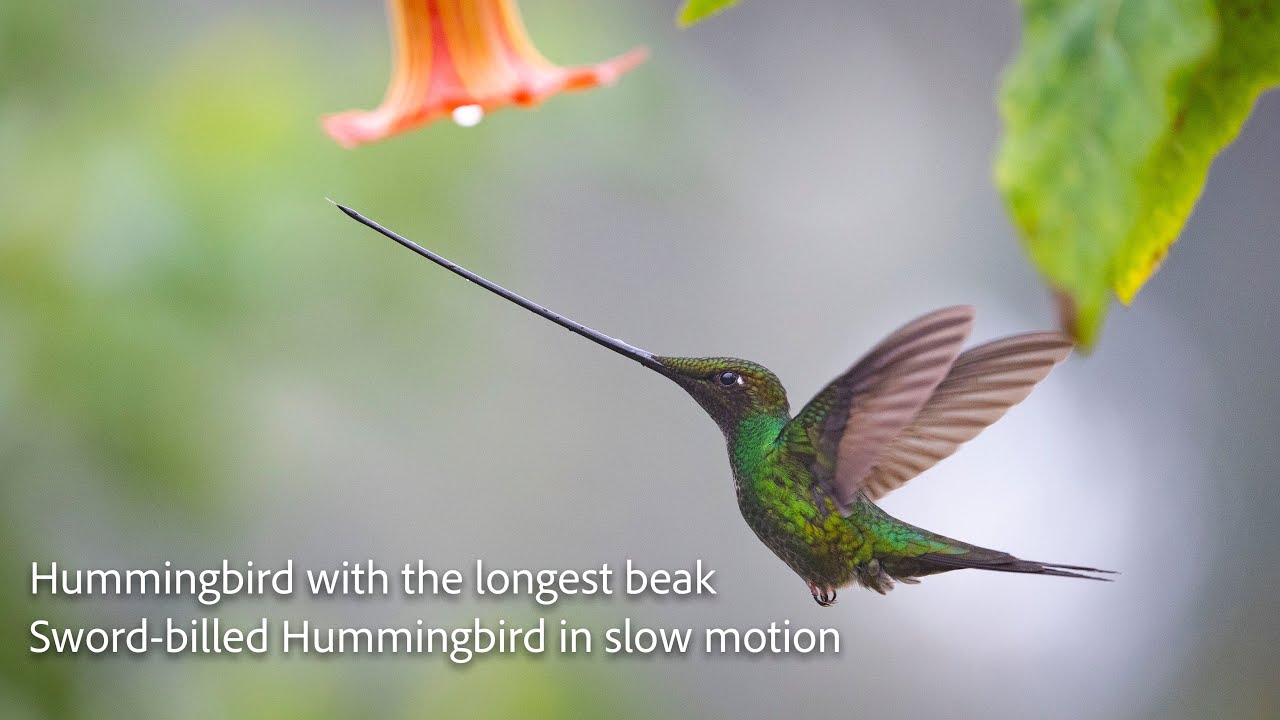 Hummingbird with the longest beak. Sword-billed hummingbird in slow ...