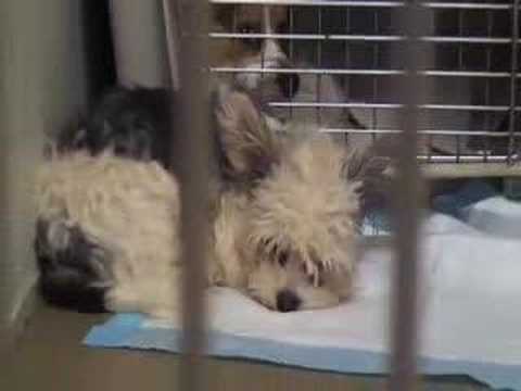 Heartland Dogs Update - YouTube