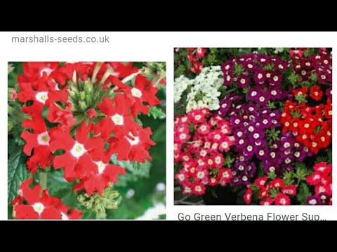 How to collect verbena flower seeds - YouTube