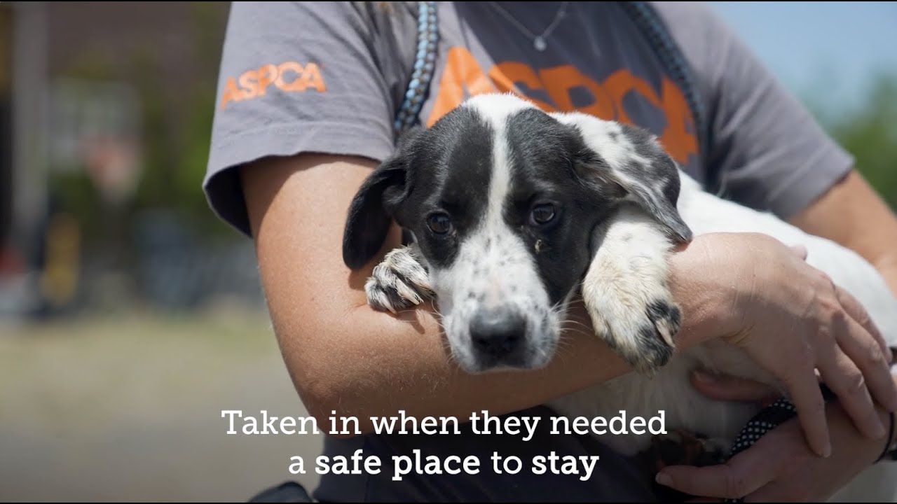 Thank YOU from the ASPCA - YouTube