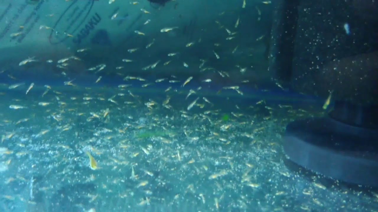 My RYUKIN fry - YouTube
