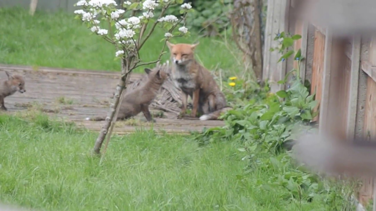 Fox cubs playing with Dad fox - YouTube