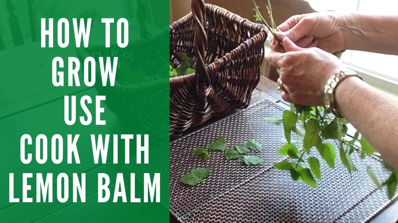 Lemon Balm How to grow, dry, use and cook with it - YouTube