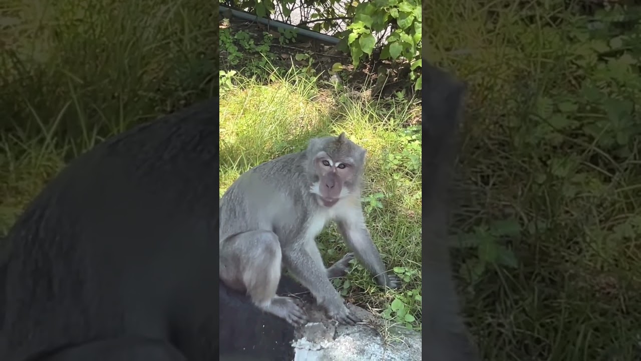 Monkey digging for food 🐵🍔 #monkey #indonesia #shorts - YouTube