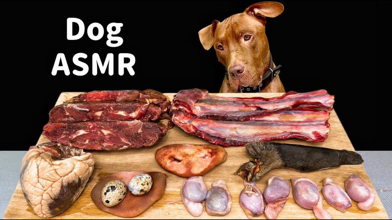 BEST ASMR MUKBANG PITBULL EATING RAW FOODS - YouTube