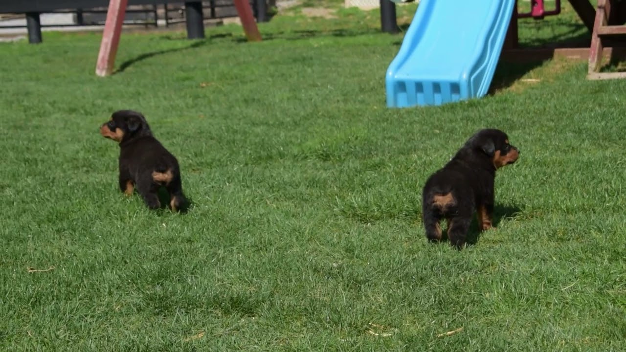 Rottweiler Puppies For Sale Elam & Marian Beiler - YouTube