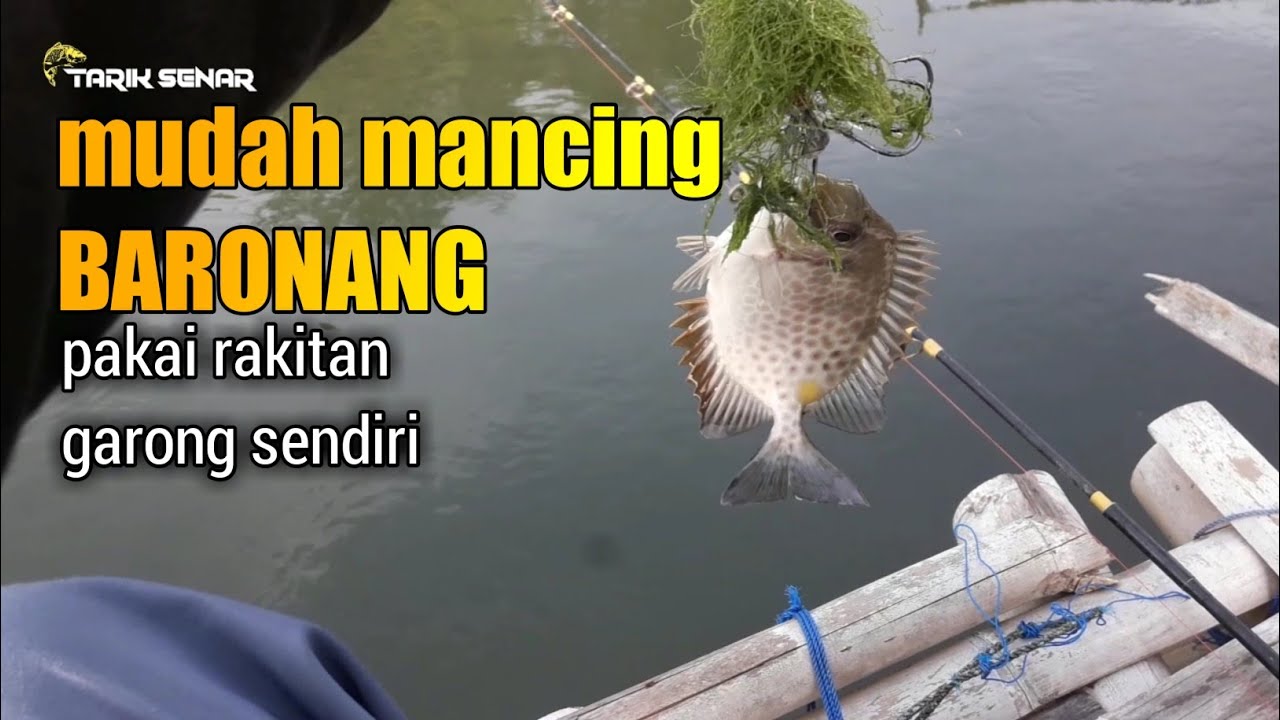 mancing garong / rampang anti boncos untuk baronang, panen baronang ...