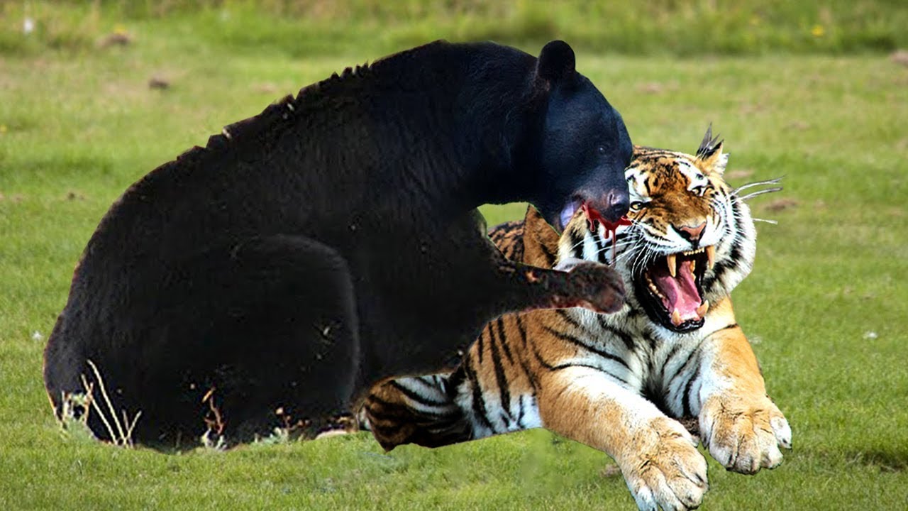 Tiger Fails Miserably When Attacking Bear | Tiger Struggling To Escape ...