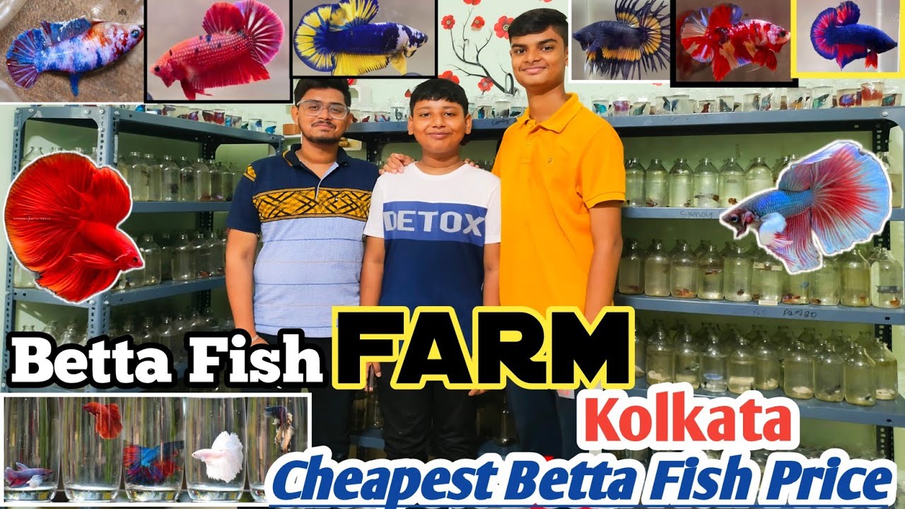 Betta Fish | Betta Fishes Price | Aquarium Fish Farm in Kolkata | Fish ...