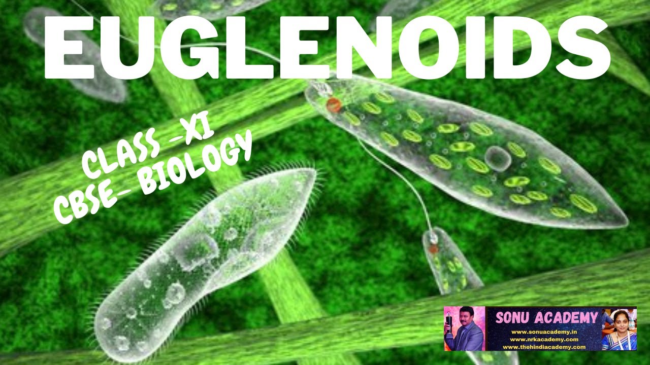 Euglenoids | Biological Classicification | Chapter -2 | Biology | CBSE ...