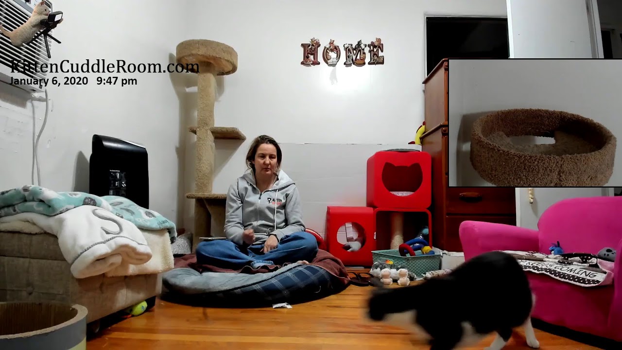 1/6/20 Kitten Cuddle Room Live Stream - YouTube