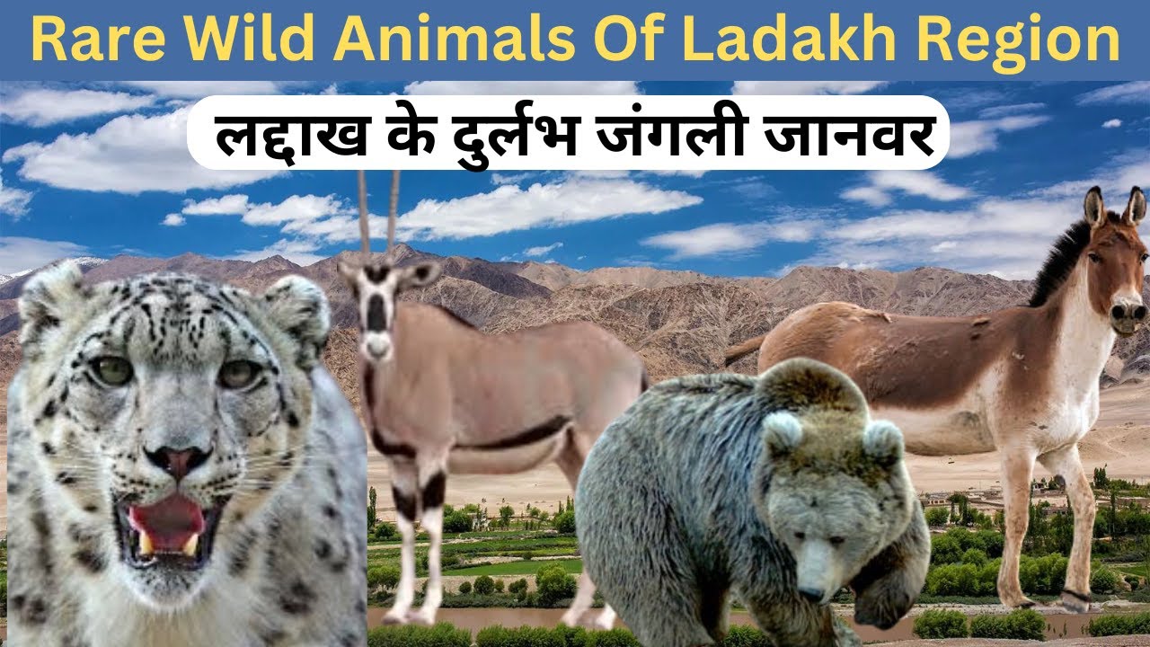 Rare Wild Animals Of Ladakh Region | Domestic Animals Of Ladakh | Which ...