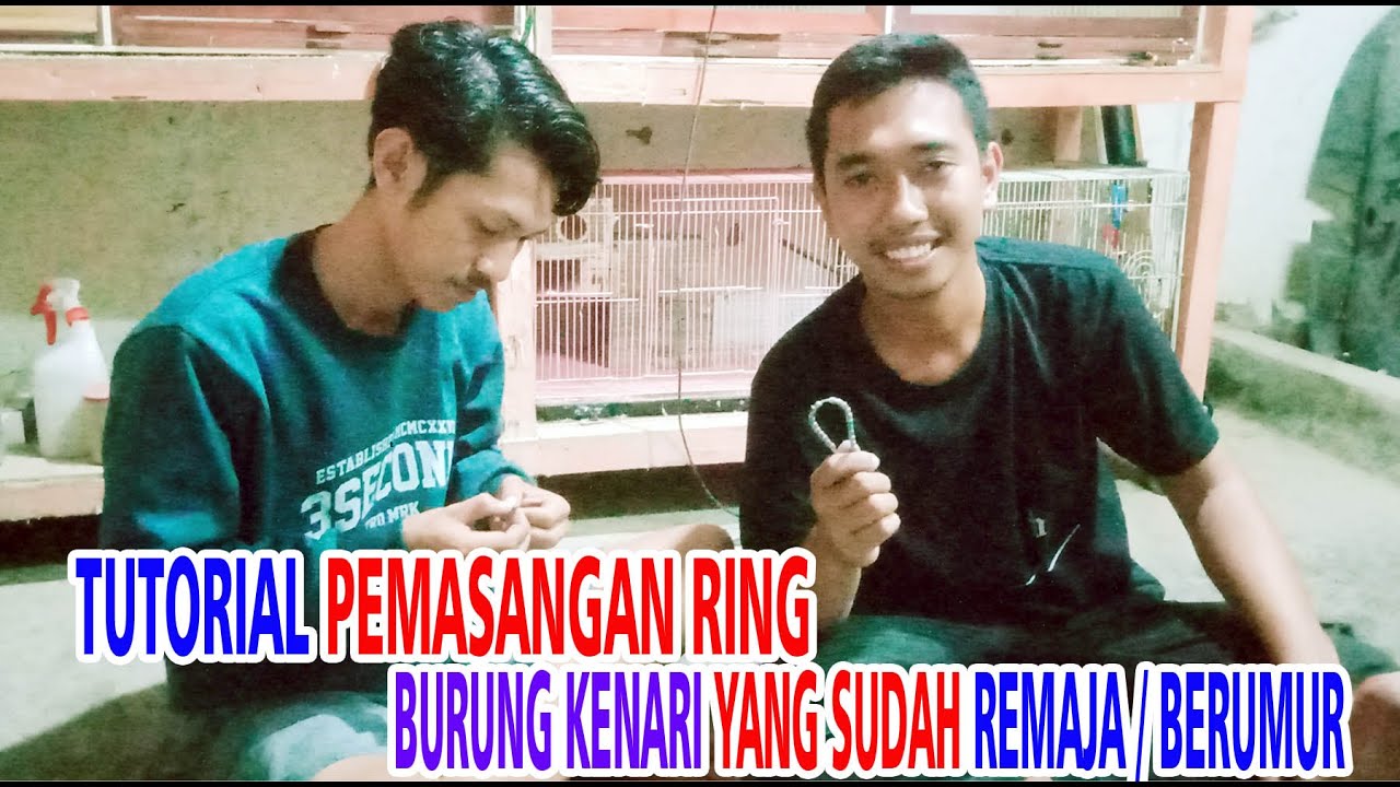 TUTORIAL PEMASANGAN RING BURUNG KENARI YANG SUDAH DEWASA - YouTube