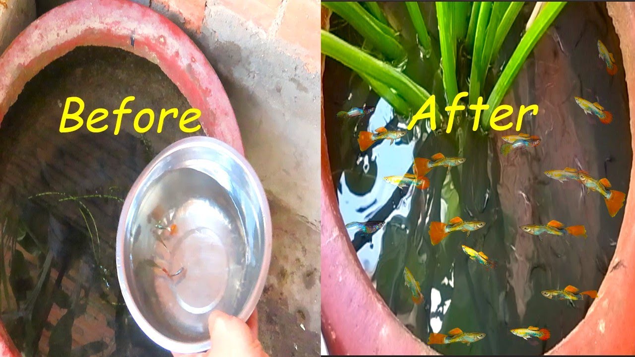 Guppy Fish BREEDING Made Easy! | Guppy fish breeding - YouTube