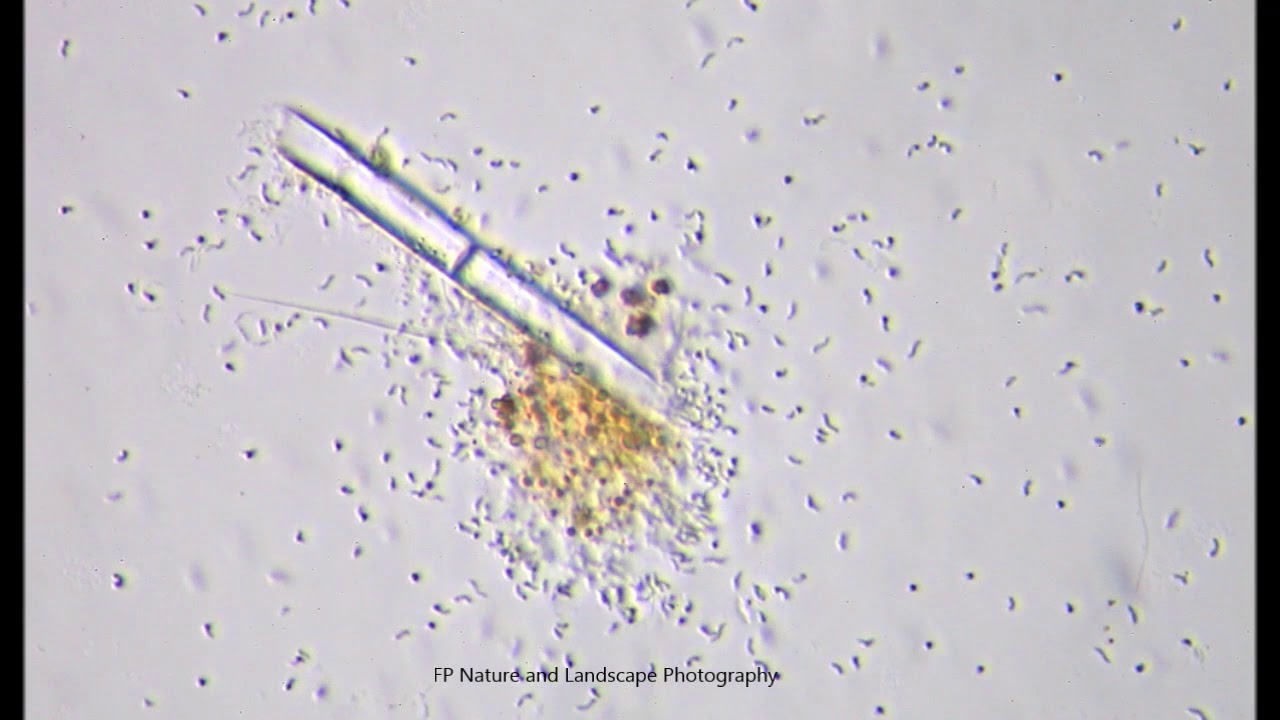 Bacterial activity - YouTube