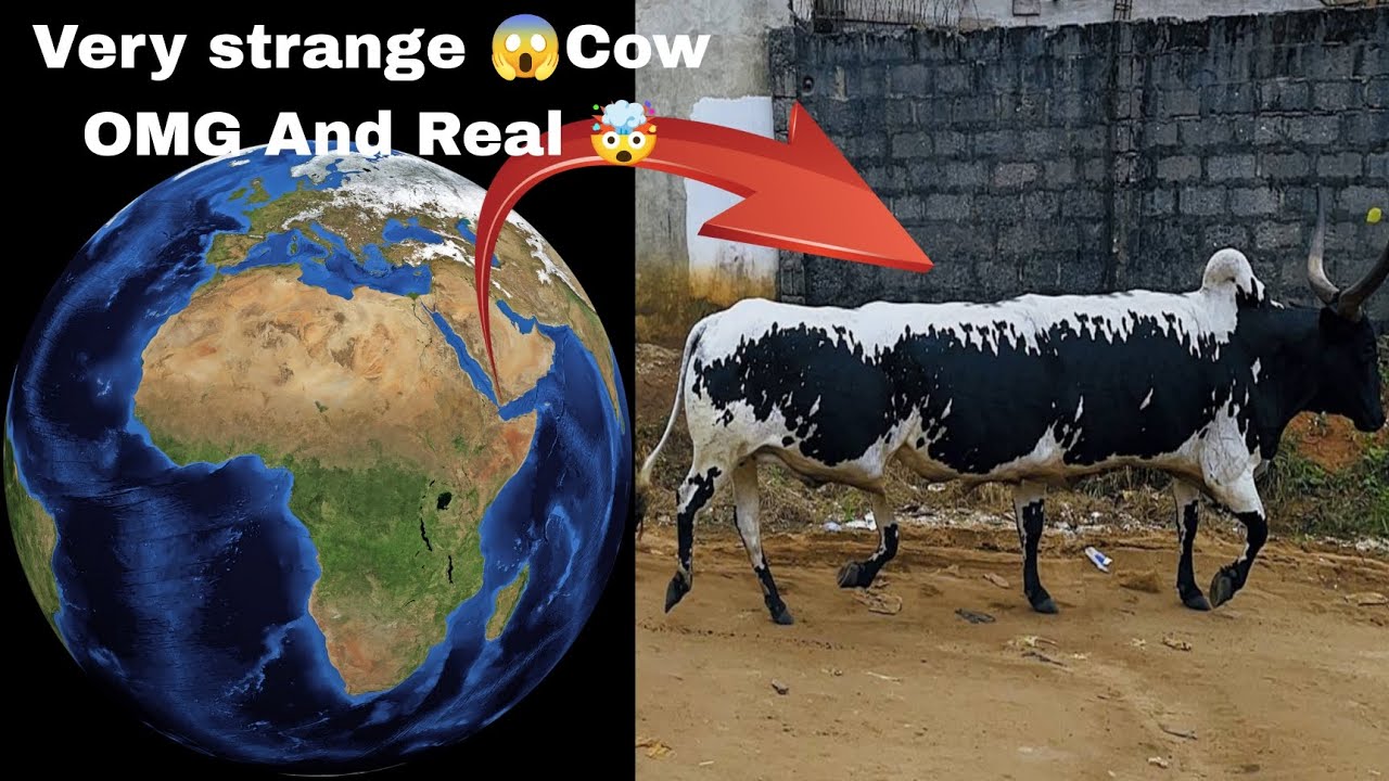 Very strange 😱 Cow OMG And Real life 🤯 on Google Earth #Vairal#gaming ...