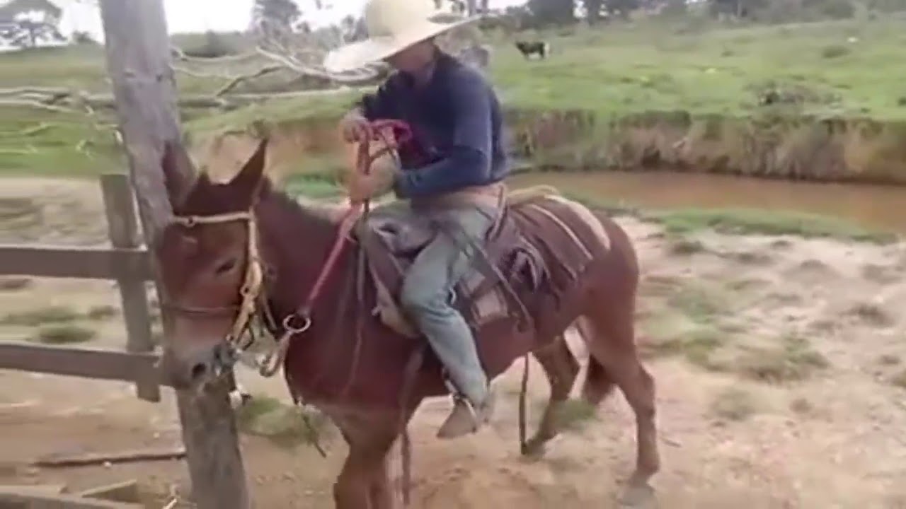 Burros pulado - YouTube