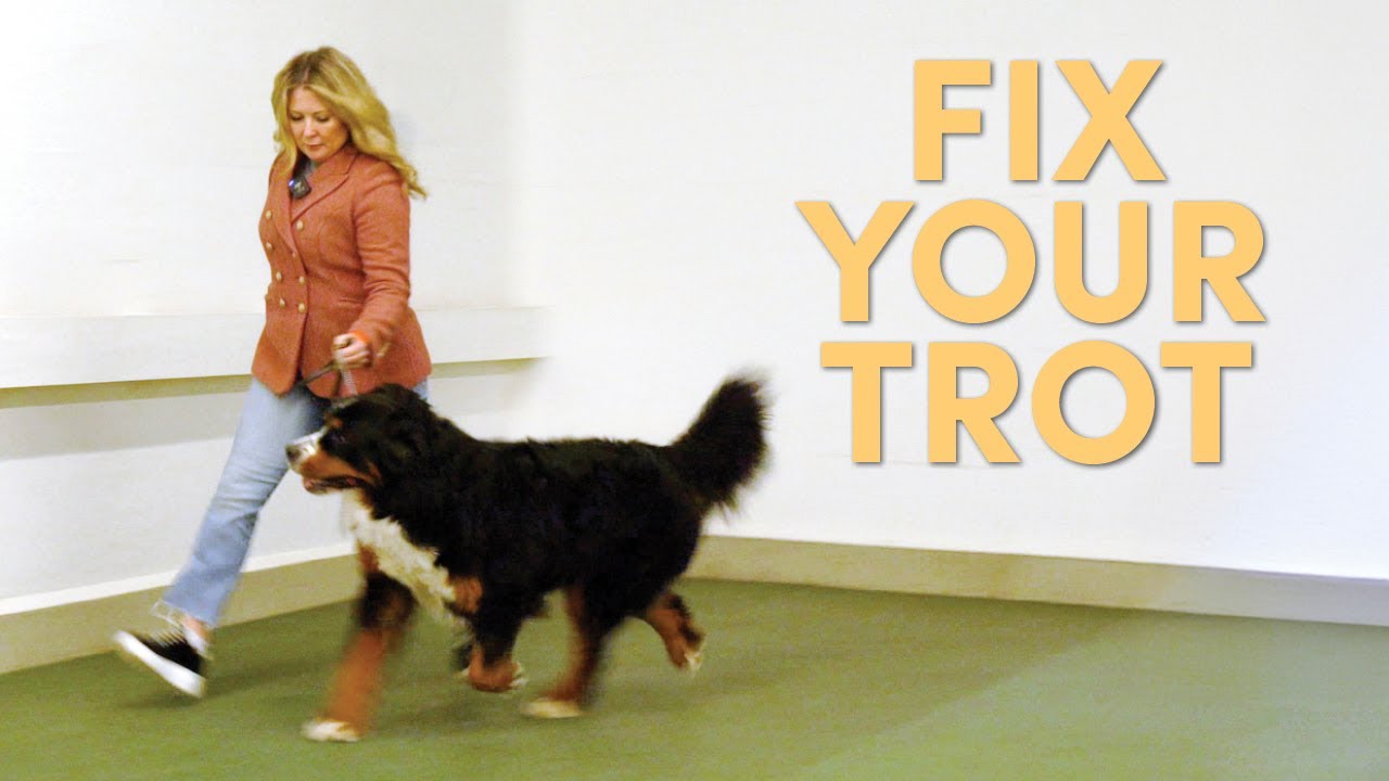 Troubleshooting Your Dog’s Trot - Using Your Lead and Stride To Your ...