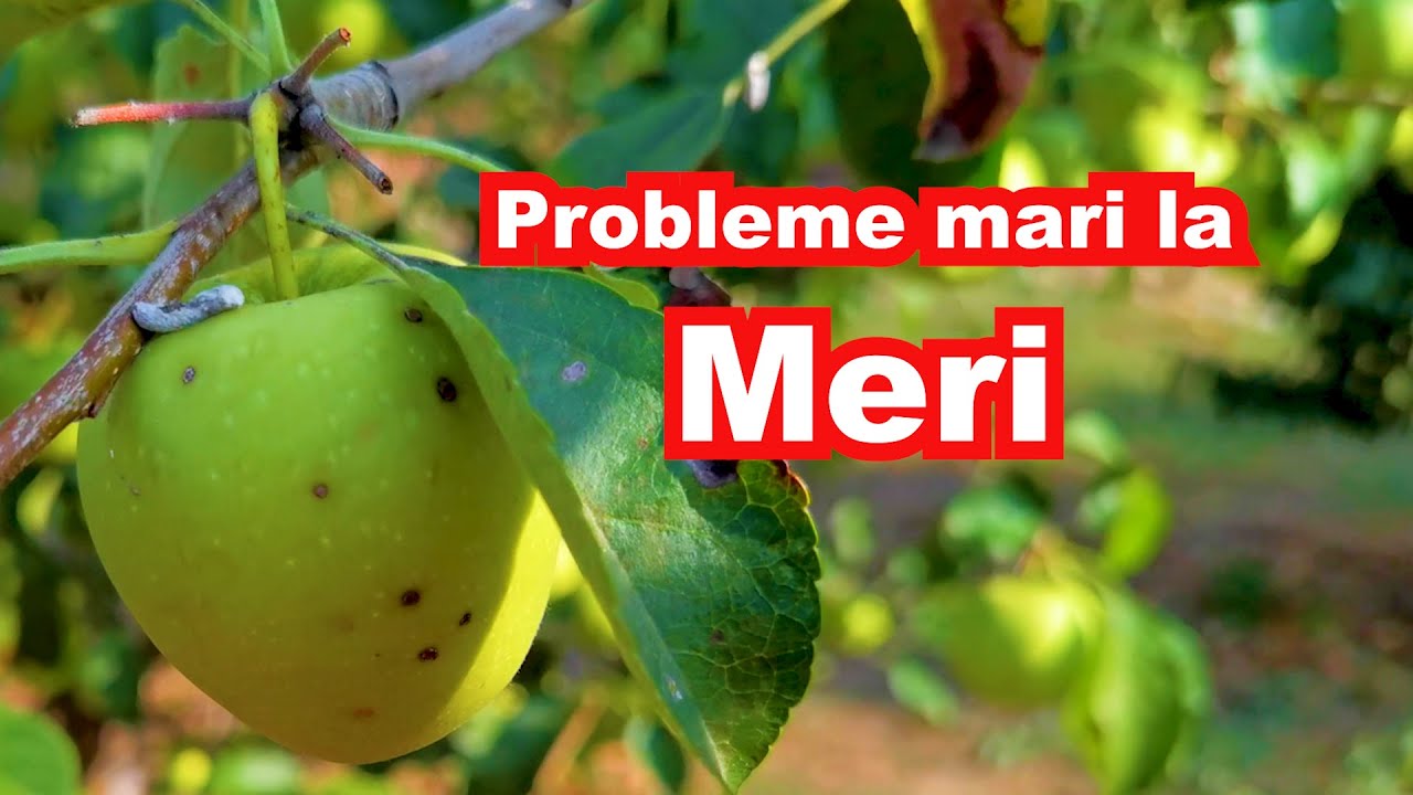 Rapanul și Făinarea, cele mai grave boli ale mărului - YouTube