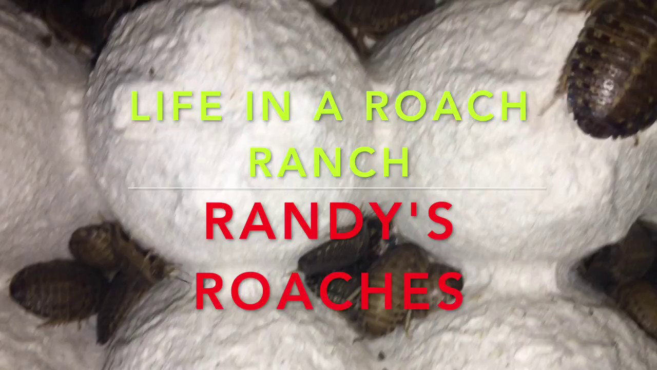 Raunchy Randy's Roach Ranch - YouTube
