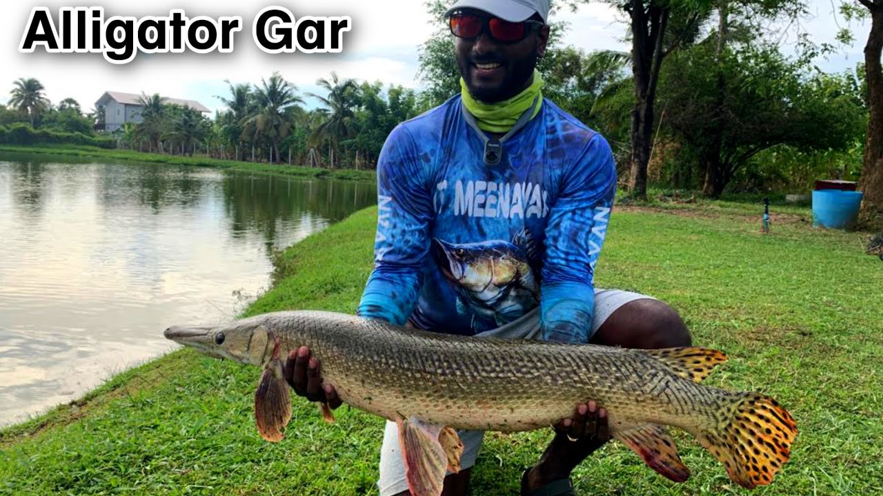 Alligator Gar(முதலை மீன்) & Red Tail CatFish on Live Baits 🎣 | Thailand ...
