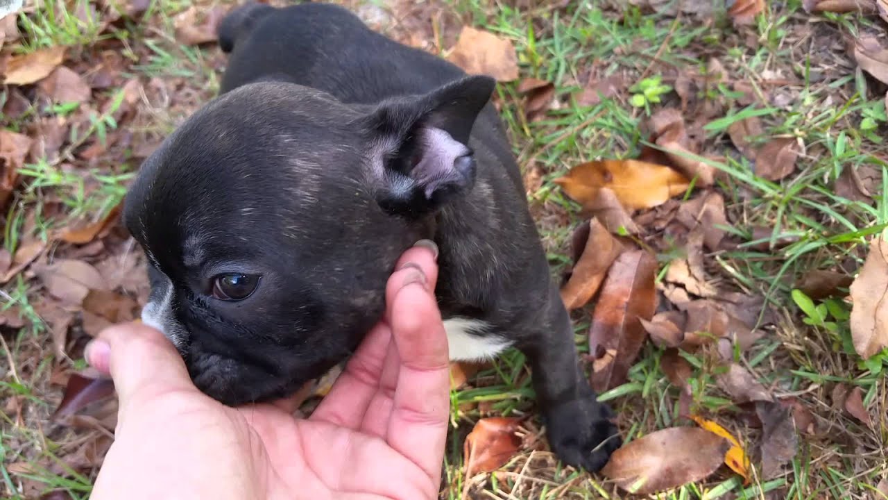 Male Ponchik, french bulldog puppies for sale - YouTube