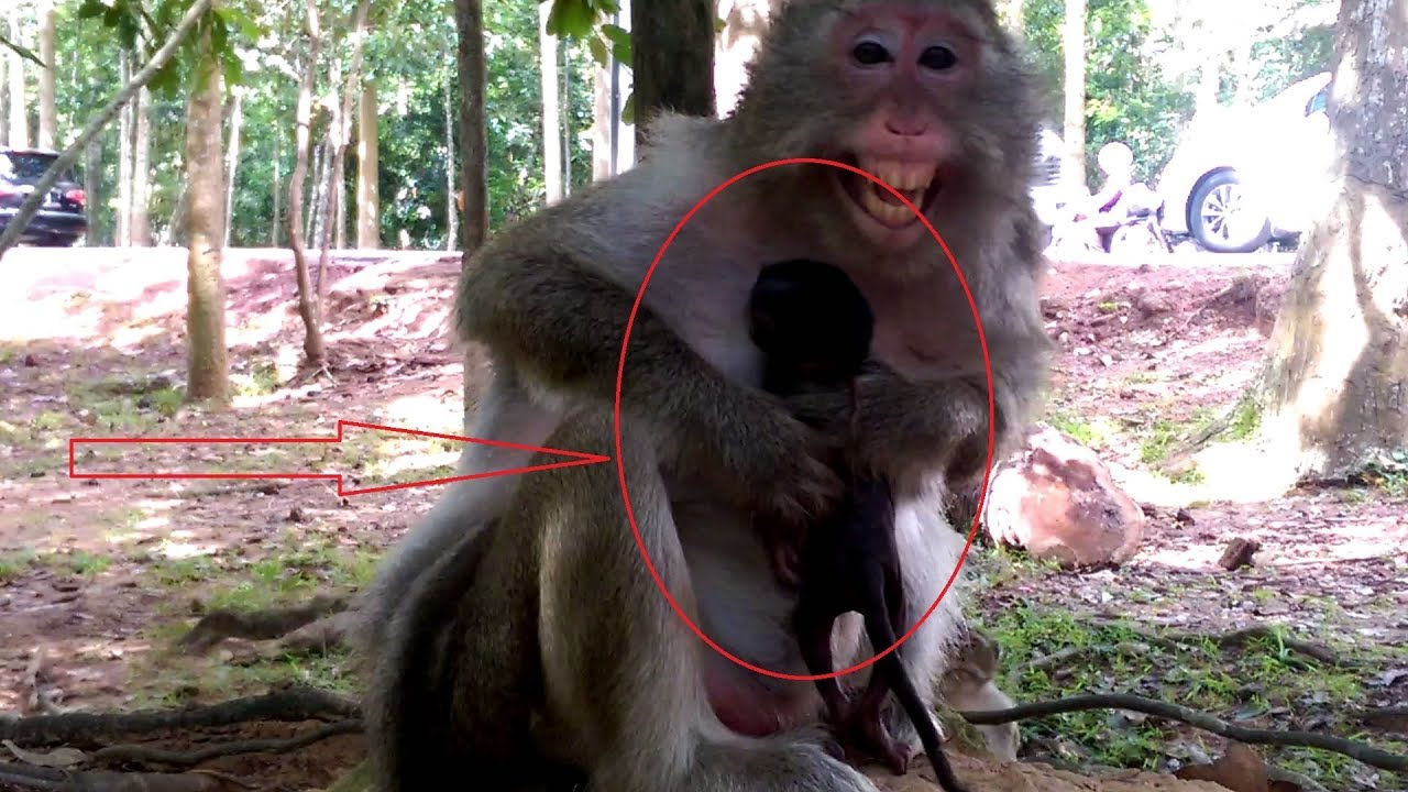RIP! Newborn baby monkey was dead,Mom monkey sad baby monkey gone away, - YouTube