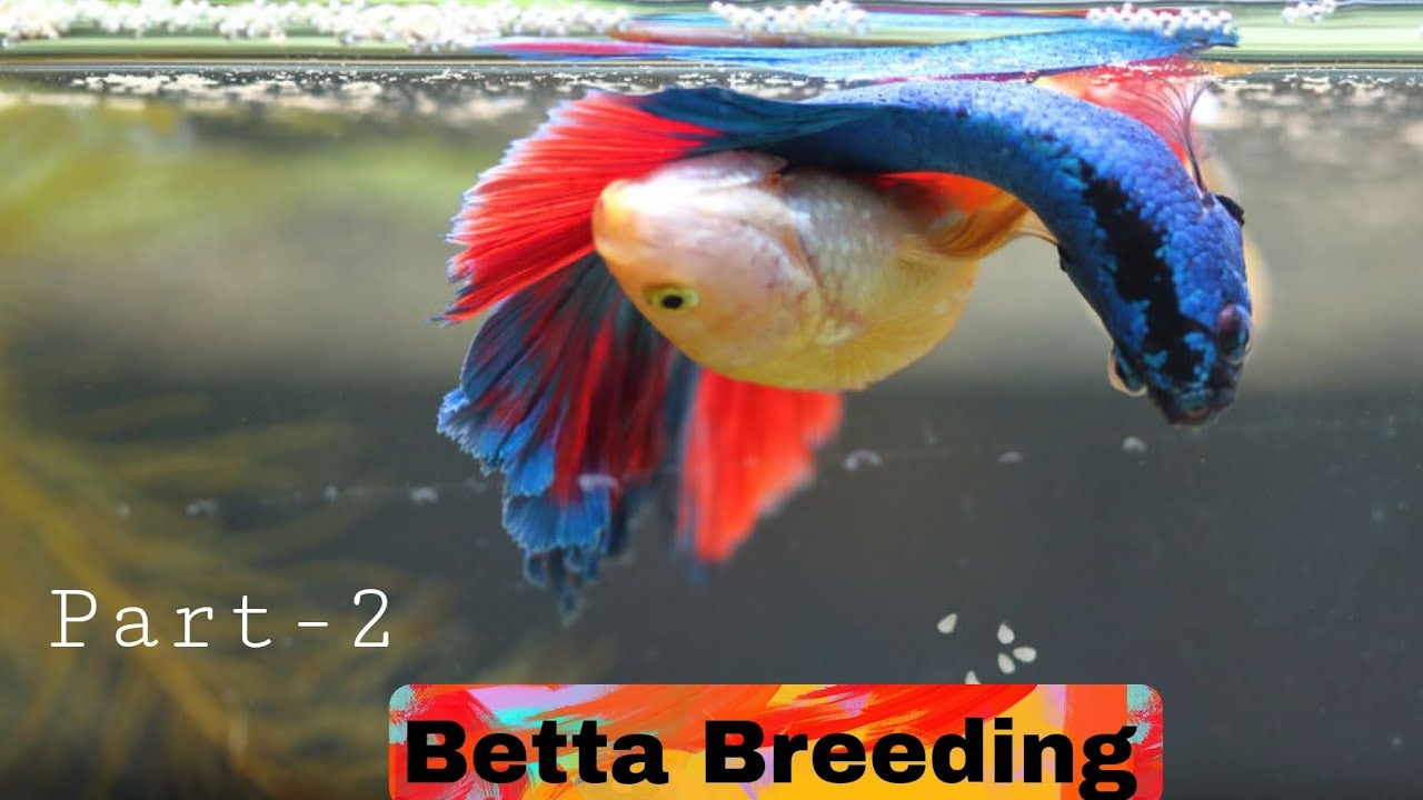 How To Breed Betta Fish || Betta Fish Breeding| Part-2 # ...