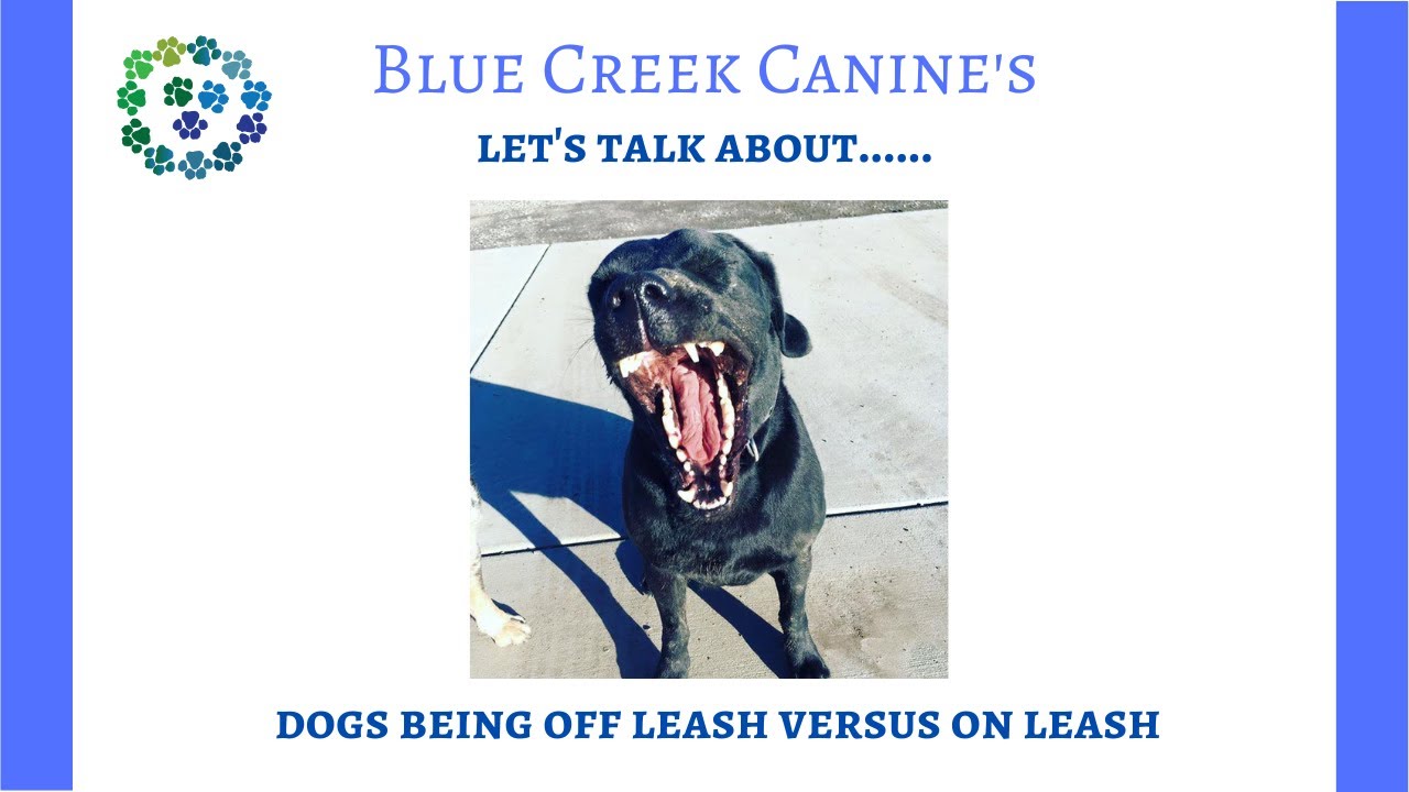 Let's talk about: Dogs being off leash versus on leash. - YouTube