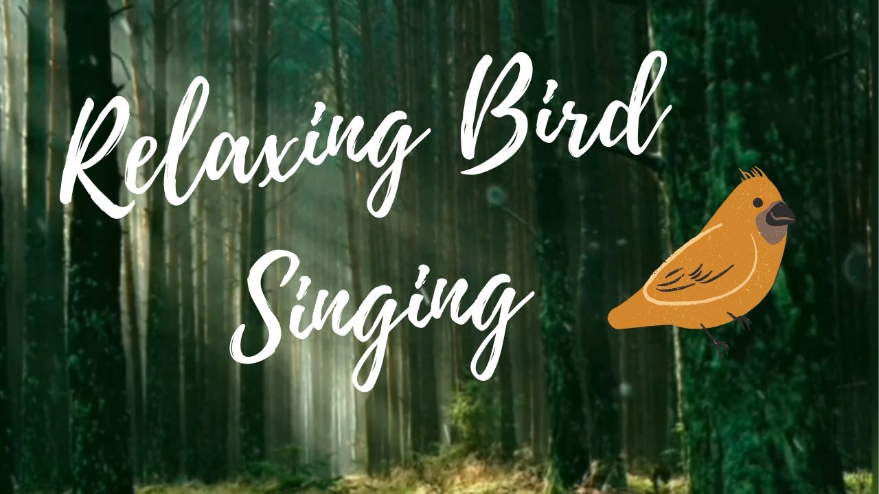 Relaxing Bird Singing & Chirping for Mindfulness Meditation - YouTube