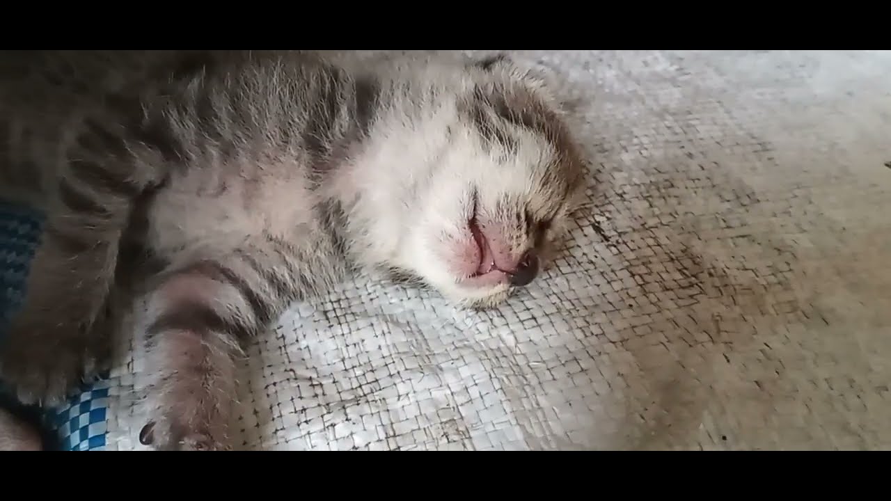 ANGRY MOMMY CAT LEFT HER KITTENS INSIDE THE BOX - YouTube