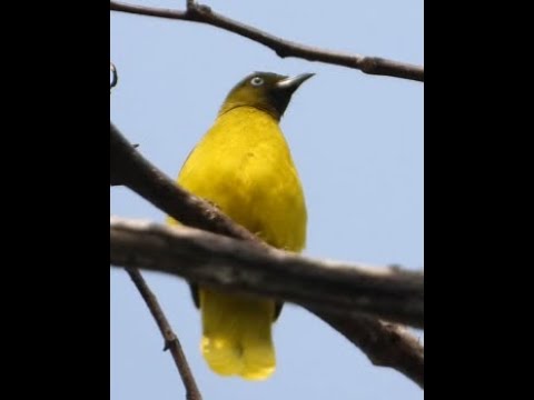 Lovely Close-up of Andaman Bulbul - 4