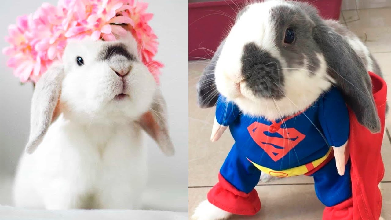 The Most FAMOUS BUNNIES On The Internet 🐰🐇 - YouTube