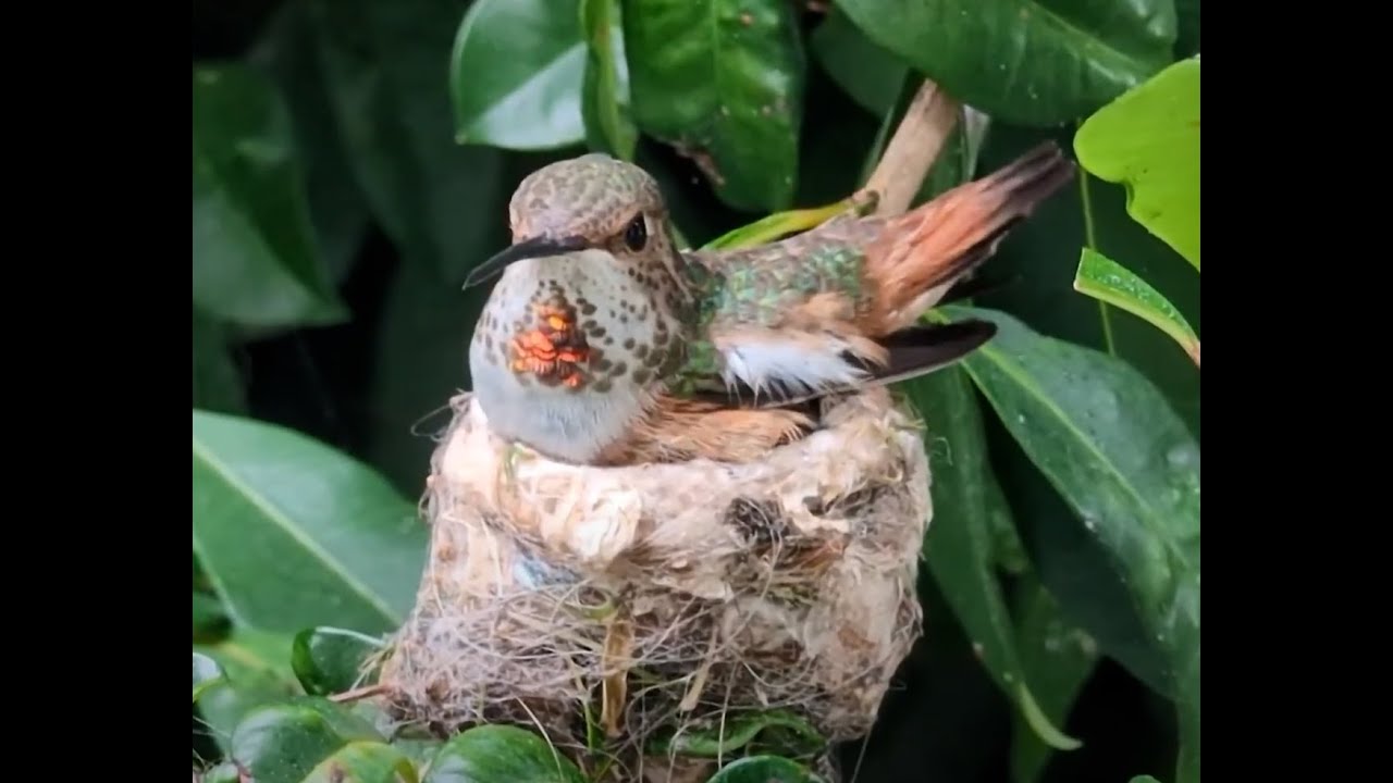 Hummingbird nest building - Day #5 - YouTube