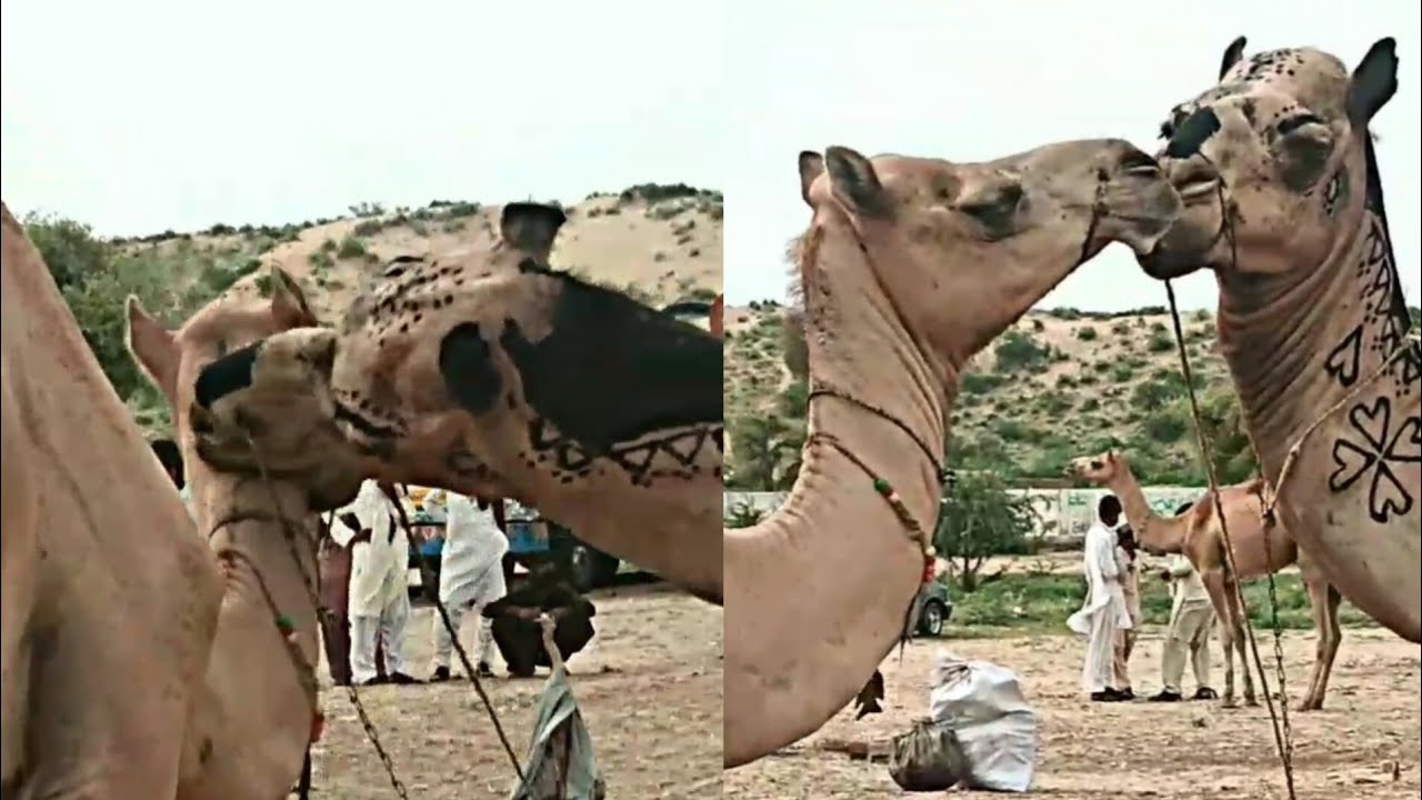 Camel attack Amazing video..#camel #camelattack #camelride #wildlife # ...