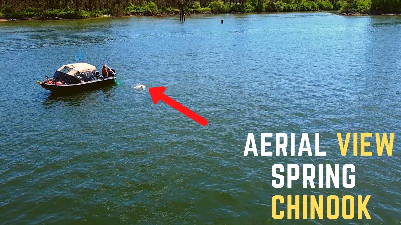 AERIAL DRONE SPRINGER FIGHT | Spring Chinook Multnoman Channel | - YouTube