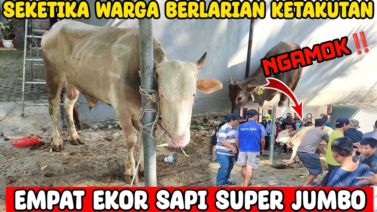 seketika warga panik‼️berlarian melihat sapi jumbo datang di masjid al ...