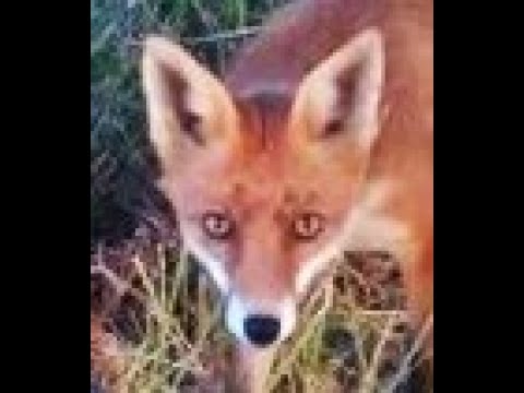 Hello Little Fox - YouTube