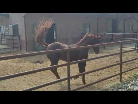 Stallion gets mad he can't be with mare