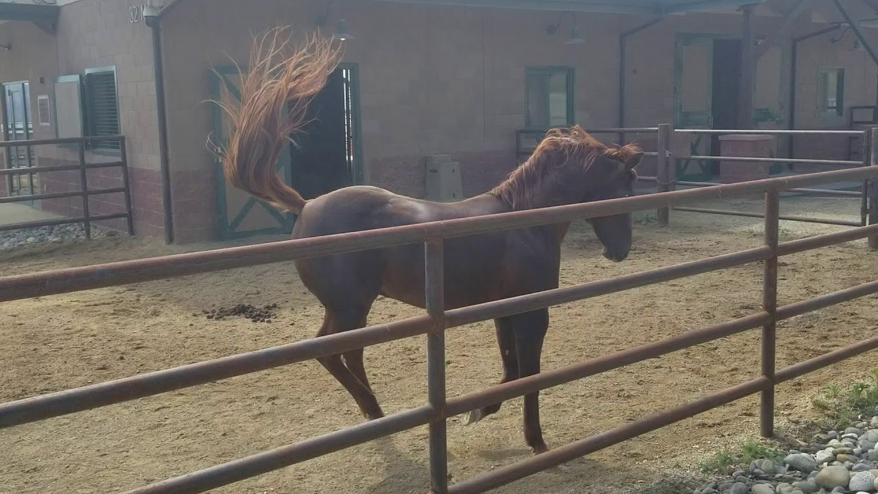 Stallion gets mad he can't be with mare - YouTube
