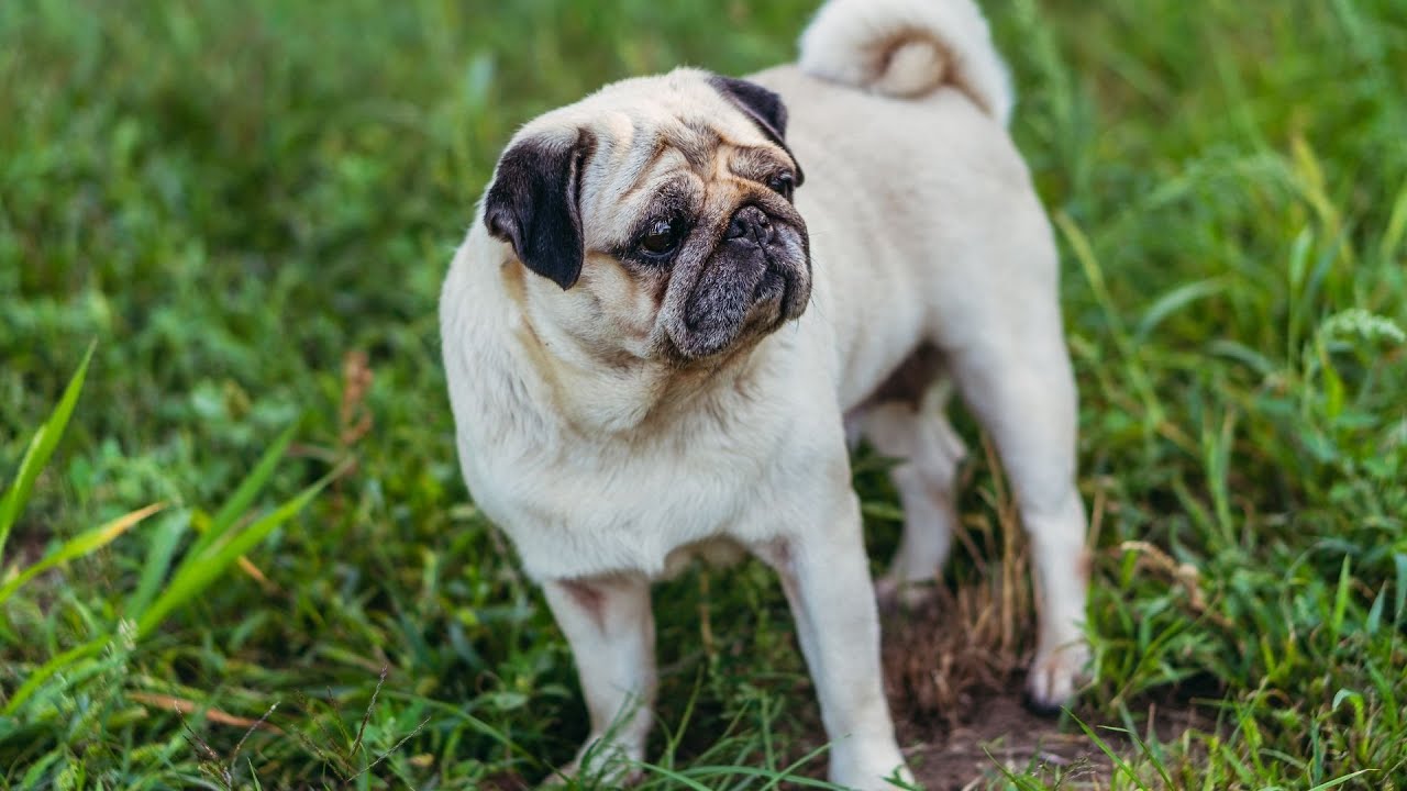 Getting the Most Out of Gardening with Your Pug - YouTube