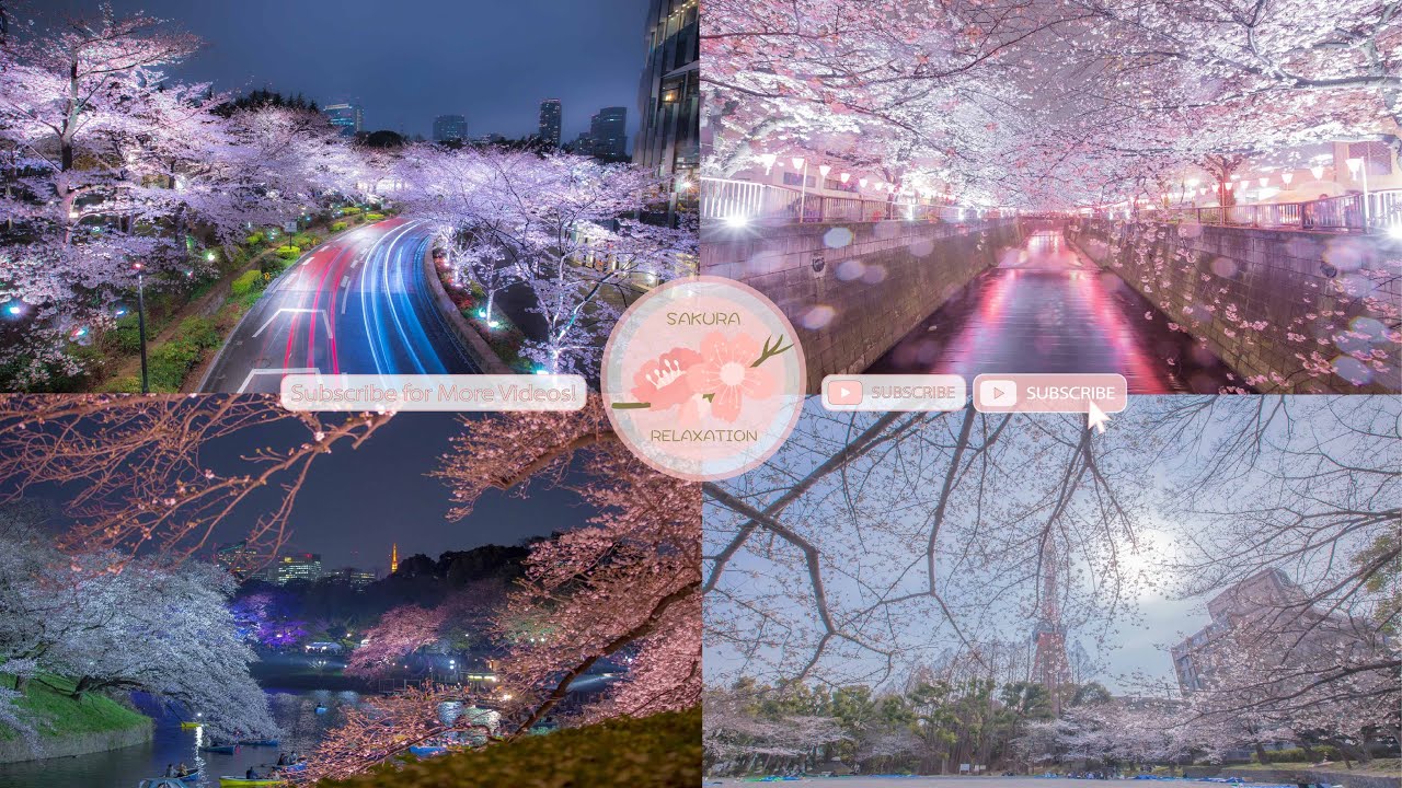 Japanese Sakura Relaxation Photos EP144 | Relaxing Music • 美しいリラックス ...