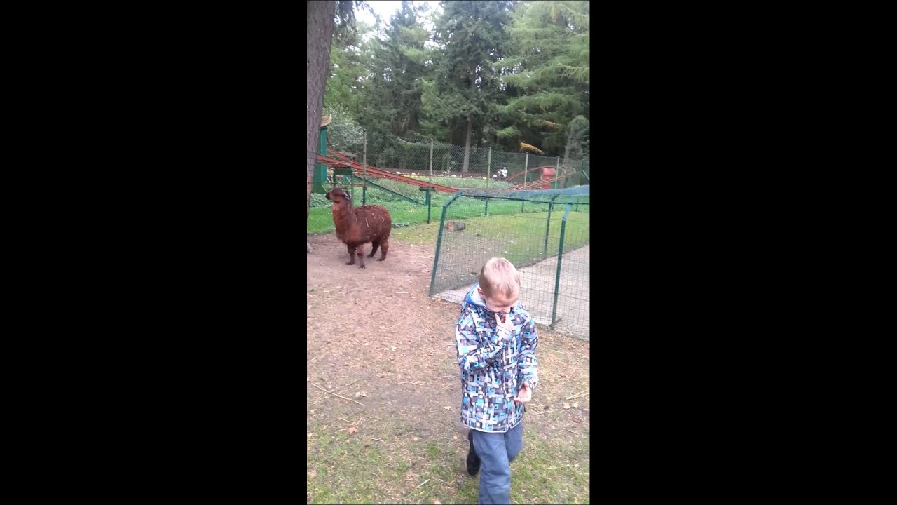 Lama spuckt im Magic Park - YouTube